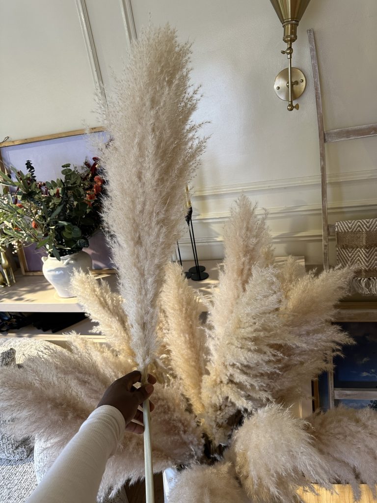 Pampas grass - Hello Homes